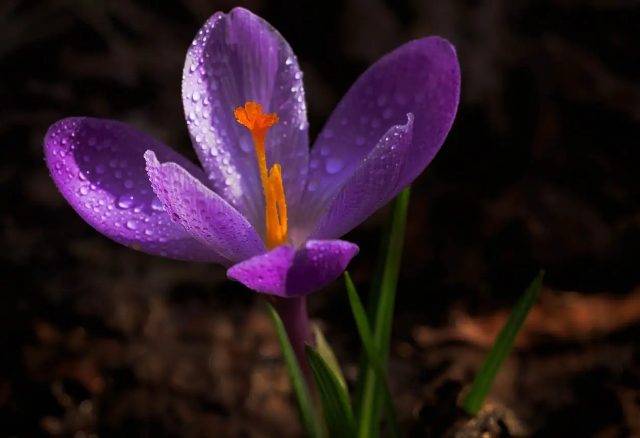 Persian Saffron - Premium Saffron Supplier